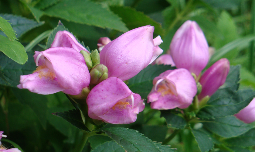 Хелоне: виды, размножение, уход, зимовка