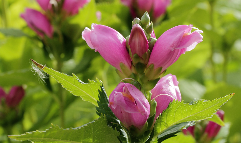 Хелоне: виды, размножение, уход, зимовка